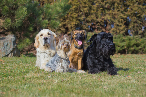 Diferenças as raças de cães