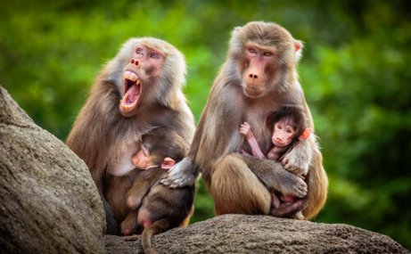 Características do Babuíno: comportamento e habitat - Meus Animais