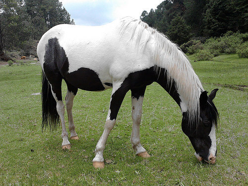 Cavalo, saiba como escolher um de acordo com suas necessidades