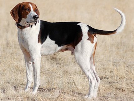 animais e seres vivos do mundo todo: Foxhound americano