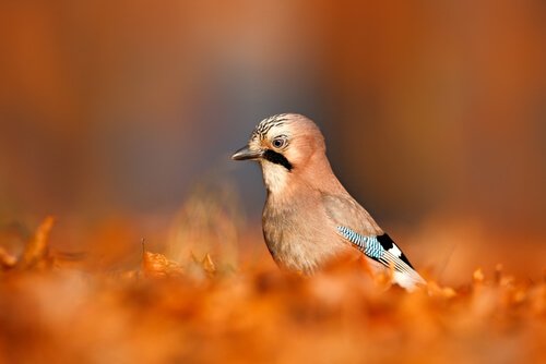 Gaio-comum, o jardineiro dos bosques - Meus Animais