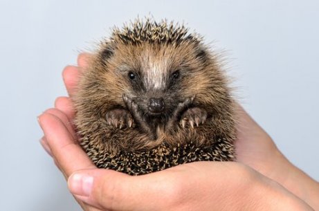 Ouriço como animal de estimação, você já pensou em ter um?