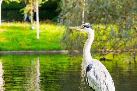 Conheça 8 animais que vivem em rios - Meus Animais