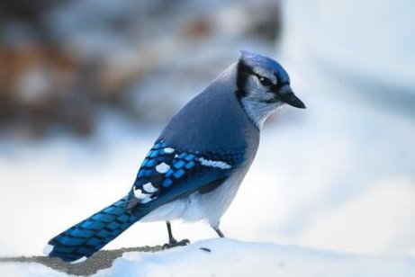5 animais azuis: conheça esses lindos espécimes - Meus Animais