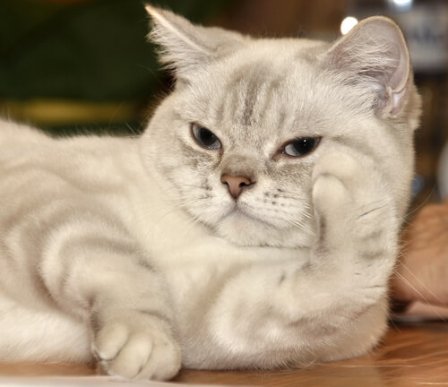 Qual é a raça de gato mais calma? - Meus Animais