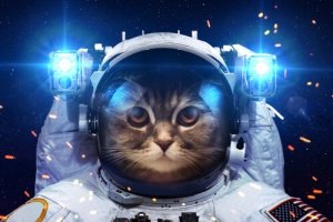 5 filmes sobre gatos: você assistiu algum? - Meus Animais