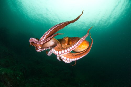 Polvo-gigante-do-pacífico: características, habitat e mais informações ...