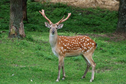 Animais do Japão, conheça 5 dos mais representativos