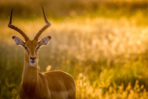 Impala: você sabe que animal é esse e onde vive?