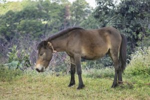 Curiosidades sobre a mula, um animal híbrido - Meus Animais