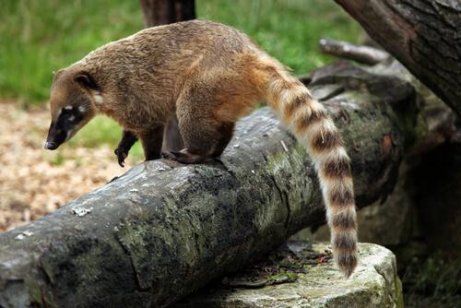 Tipos de quati, um mamífero muito simpático - Meus Animais