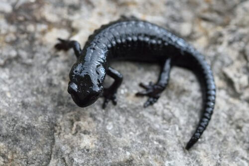 Fauna dos Alpes, conheça alguns dos animais mais representativos