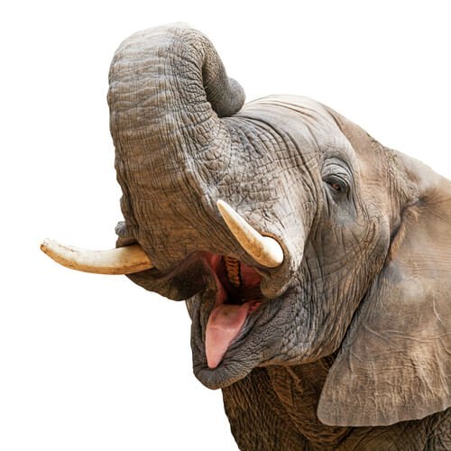 5 fatos sobre a tromba do elefante - Meus Animais