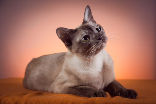 Gato tonquinês: cuidados, características e curiosidades