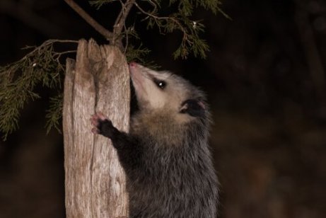 Gambá: saiba tudo sobre este adorável e famoso marsupial