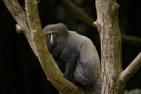 Macaco-coruja: características e habitat - Meus Animais