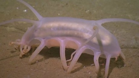 Animais marinhos mais esranhos do mundo: conheça 8 deles