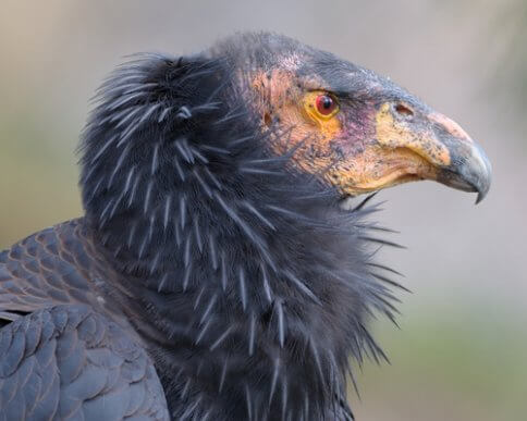 Condor-da-Califórnia: seu papel na limpeza - Meus Animais
