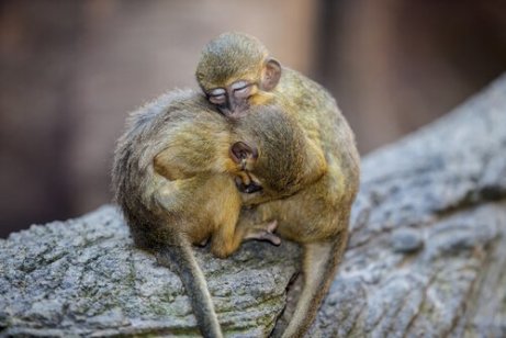 Miopithecus: características, comportamento e habitat