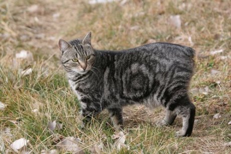 Gato manês: cuidados, comportamento e características