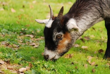 4 coisas que você deve saber para cuidar de cabras