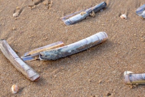 Ensis ensis: habitat e principais hábitos de alimentação