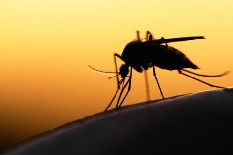 Curiosidades sobre os mosquitos que você vai gostar de conhecer