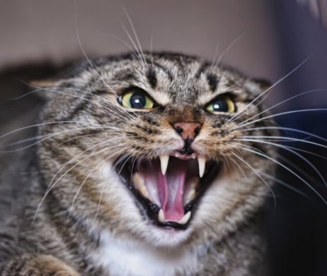 3 sinais que indicam que seu gato tem raiva felina - Jardim Animal