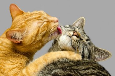 Você sabia que os gatos se limpam em uma ordem específica? - Meus Animais