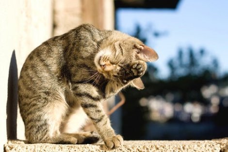 Você sabia que os gatos se limpam em uma ordem específica? - Meus Animais