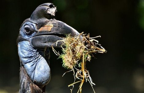 Calau-de-capacete: reprodução e características - Jardim Animal