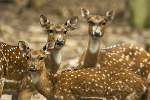 Características do chital - Meus Animais