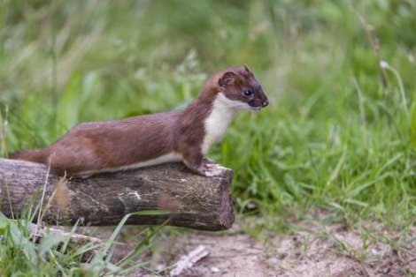 O arminho: habitat e comportamento - Meus Animais