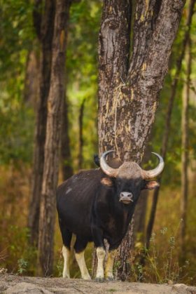O gauro: conservação e habitat - Meus Animais