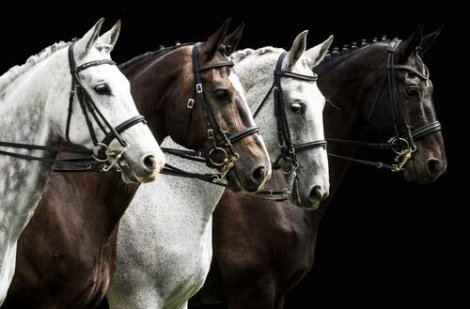 Cores da pelagem do cavalo - Meus Animais