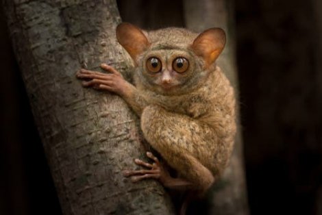 O társio: reprodução e habitat - Meus Animais