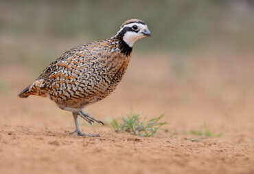 Codorniz: raças e características - Meus Animais
