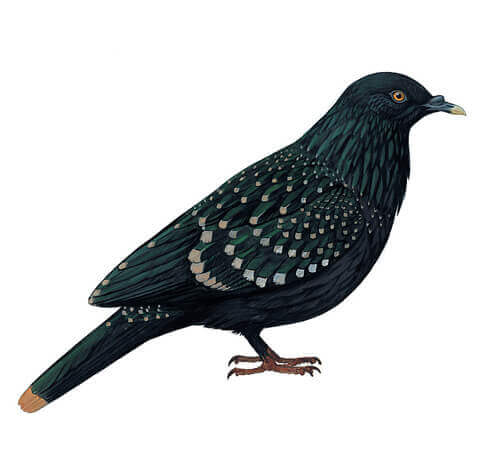 O pombo de Liverpool: habitat e comportamento - Meus Animais