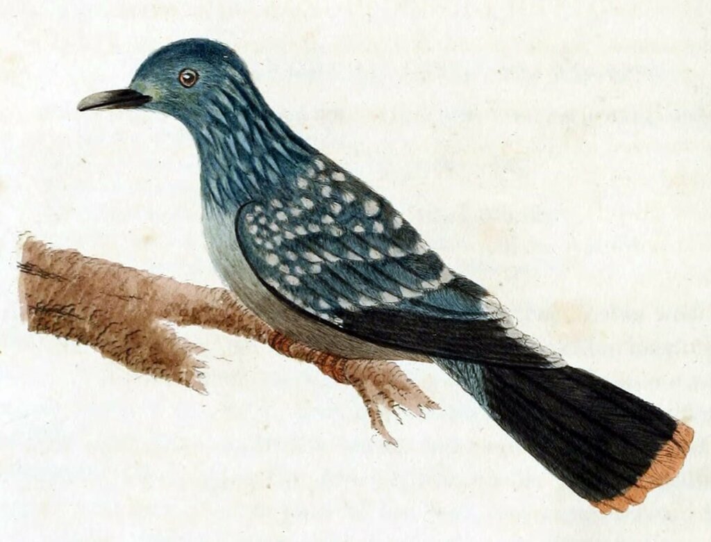 O pombo de Liverpool: habitat e comportamento - Meus Animais