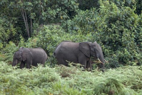 Os elefantes da floresta, guardiões das árvores - Meus Animais