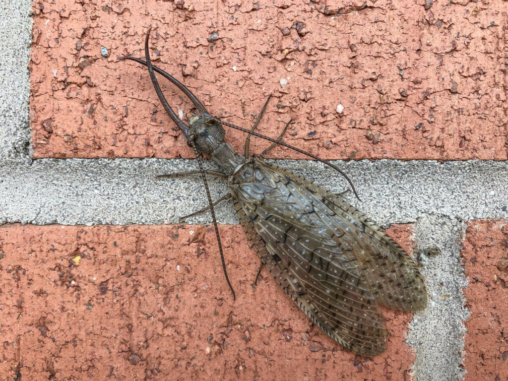 Insetos inofensivos, mas de aparência ameaçadora - Meus Animais