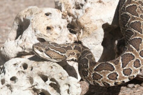 Urutu: características e habitat - Meus Animais