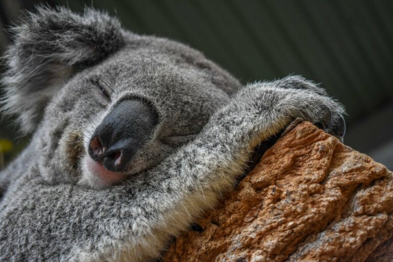 O coala: um mestre da adaptação ao meio ambiente - Meus Animais