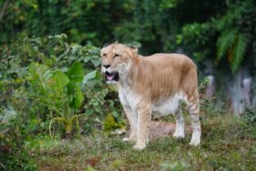 O tigreão: de onde vem seu nome? - Meus Animais