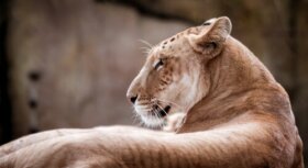 O tigreão: de onde vem seu nome? - Meus Animais