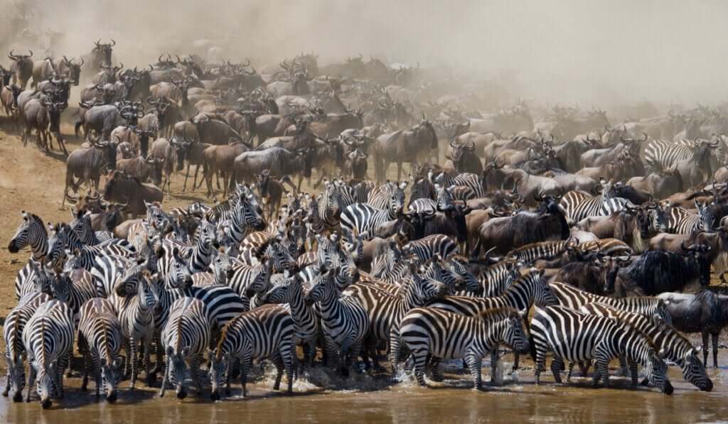 Quais são os animais que migram? - Meus Animais