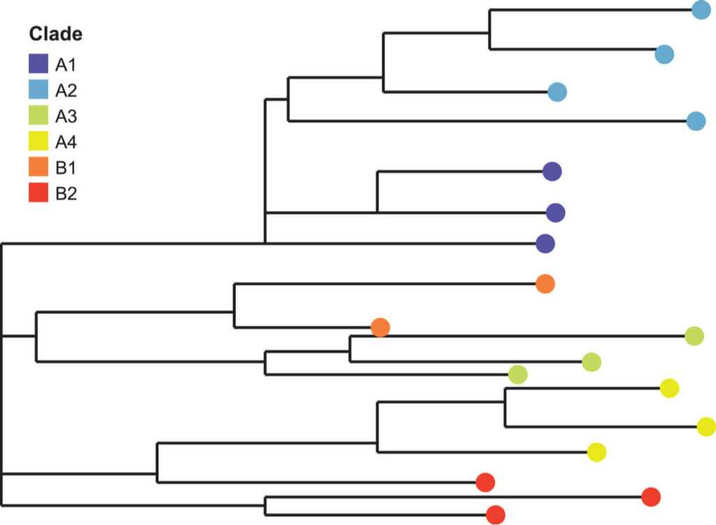 O que é a filogenia? - Meus Animais