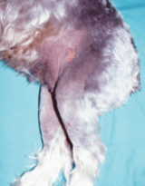 A síndrome do schnauzer - Meus Animais