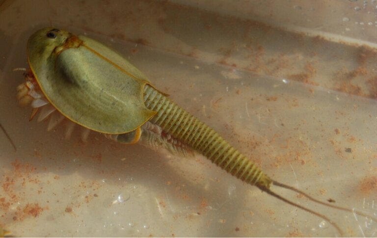 Triops: cuidados e dicas para o seu desenvolvimento - Meus Animais