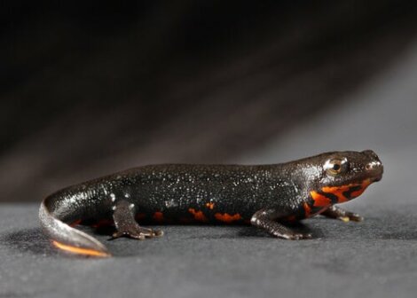 Tritões: características e espécies - Meus Animais